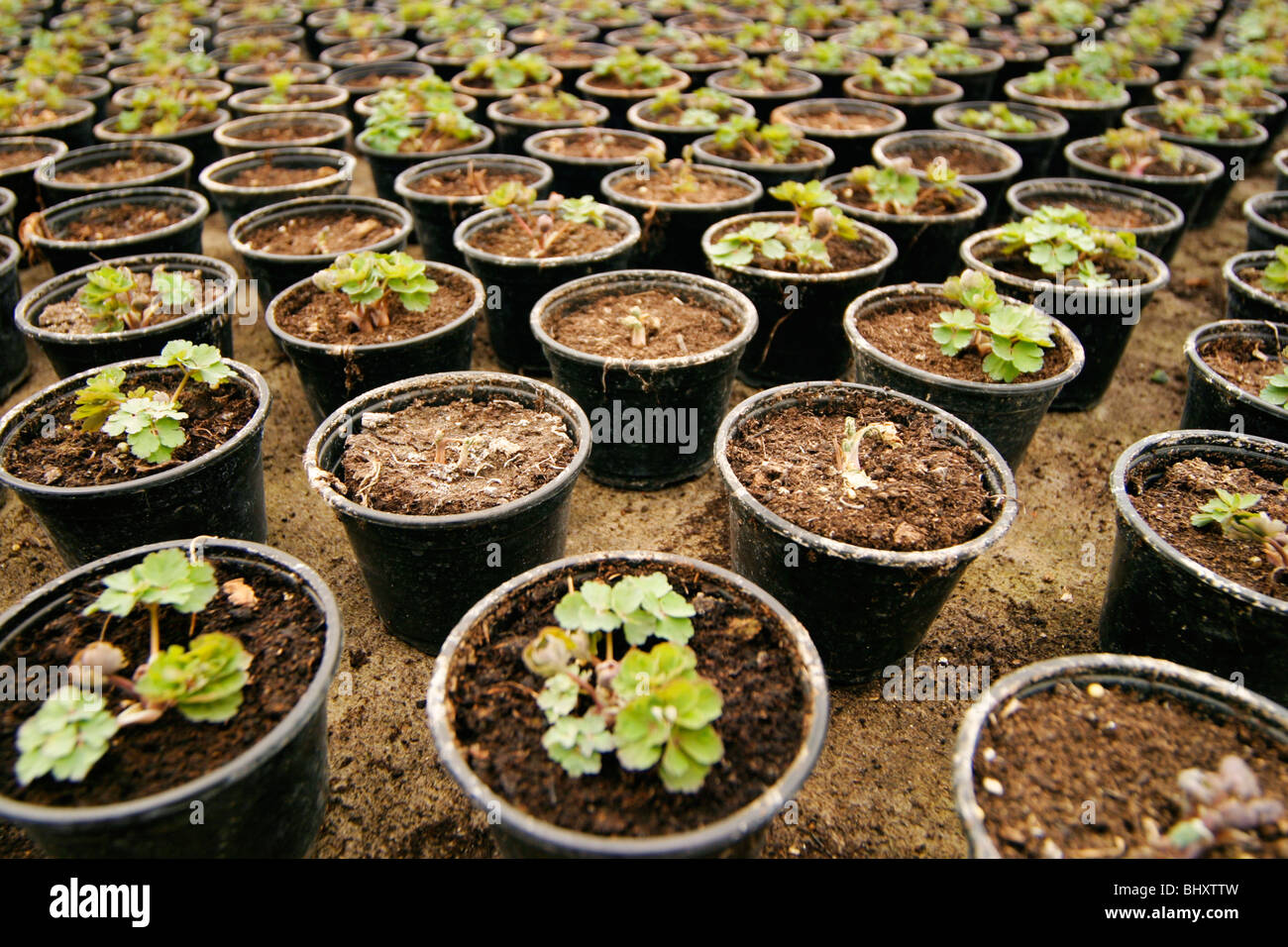 Plaint hi-res stock photography and images - Alamy