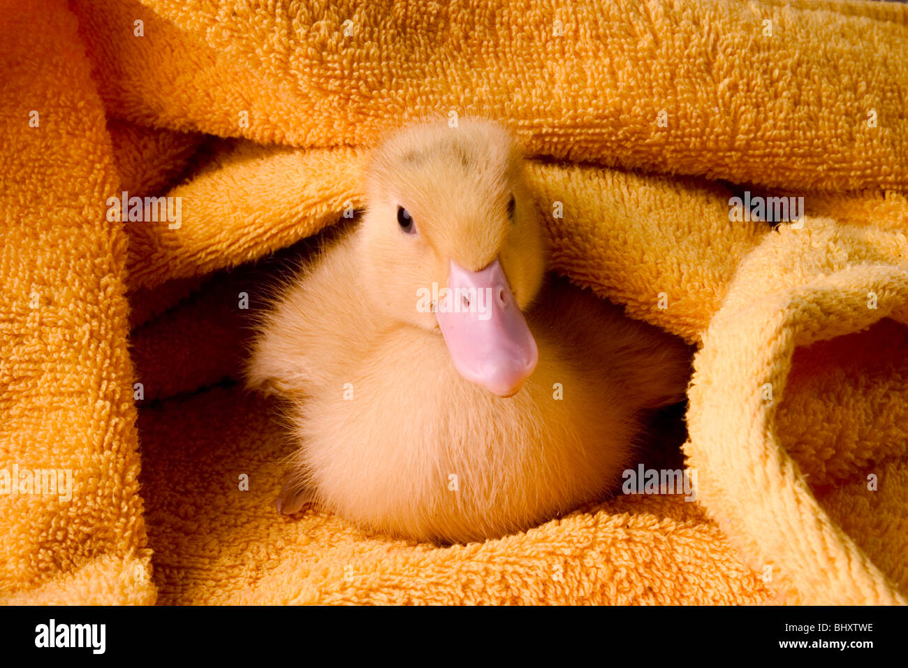 Neat duck hi-res stock photography and images - Alamy