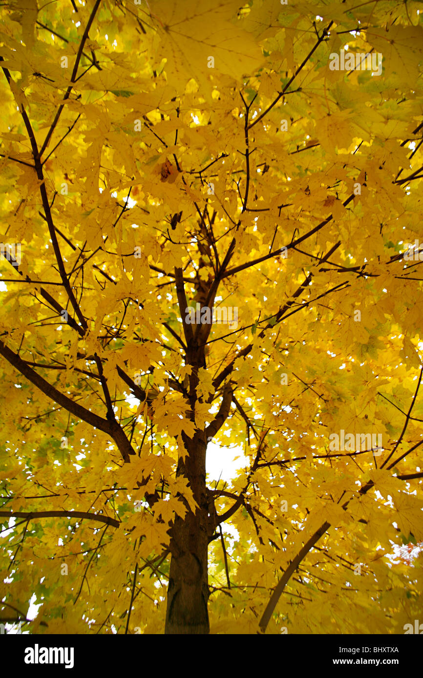 Broad Leafed Tree High Resolution Stock Photography and Images - Alamy