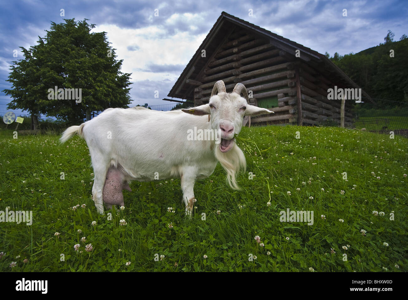 goat on a alp Stock Photo - Alamy