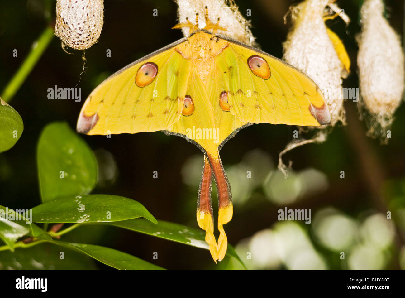 Moon moth cocoon hi-res stock photography and images - Alamy