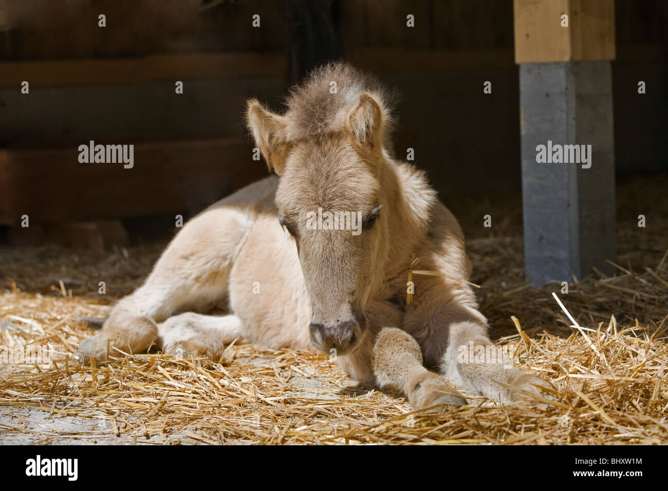 Box Foal High Resolution Stock Photography and Images - Alamy