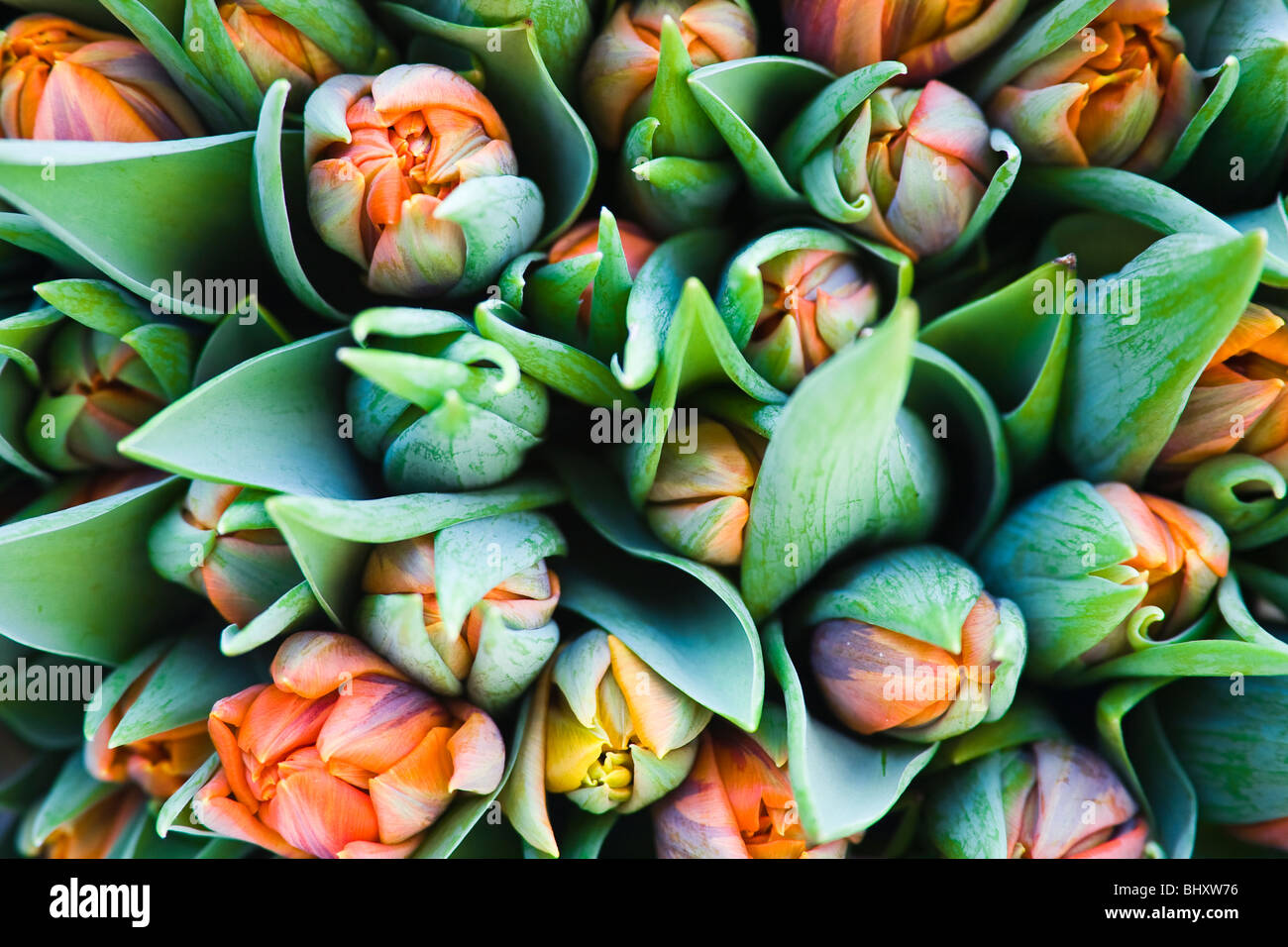 Tulip structure hi-res stock photography and images - Alamy