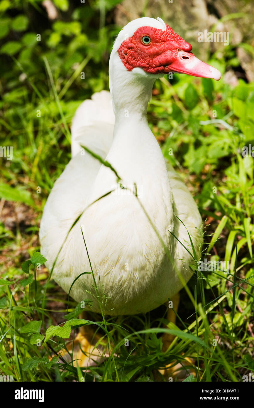 Muscovy Duck (Cairina moschata Stock Photo - Alamy