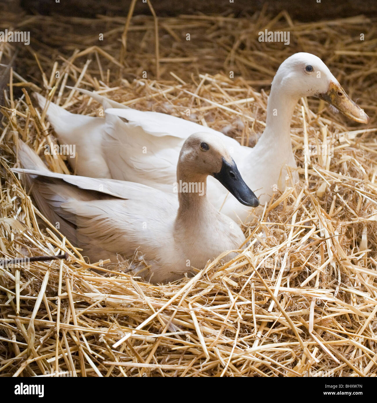 Indian Runner Ducks in a nest Stock Photo - Alamy