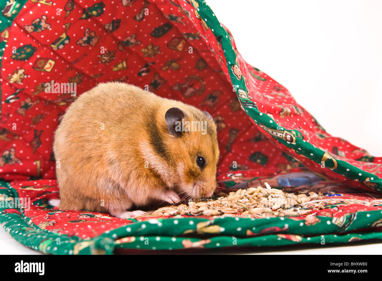 Golden hamster as an present Stock Photo - Alamy