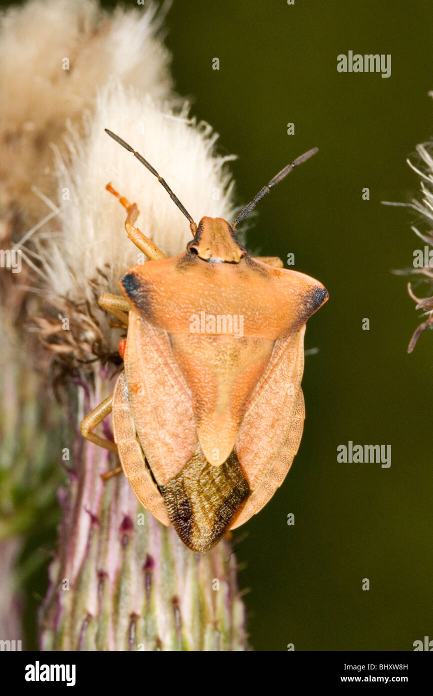 Carpocoris fuscispinus hi-res stock photography and images - Alamy