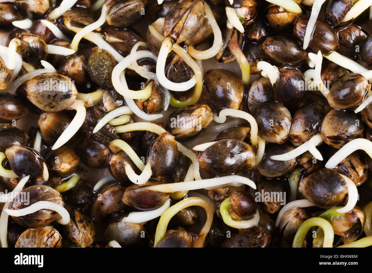 Cannabis grow seedlings hi-res stock photography and images - Alamy