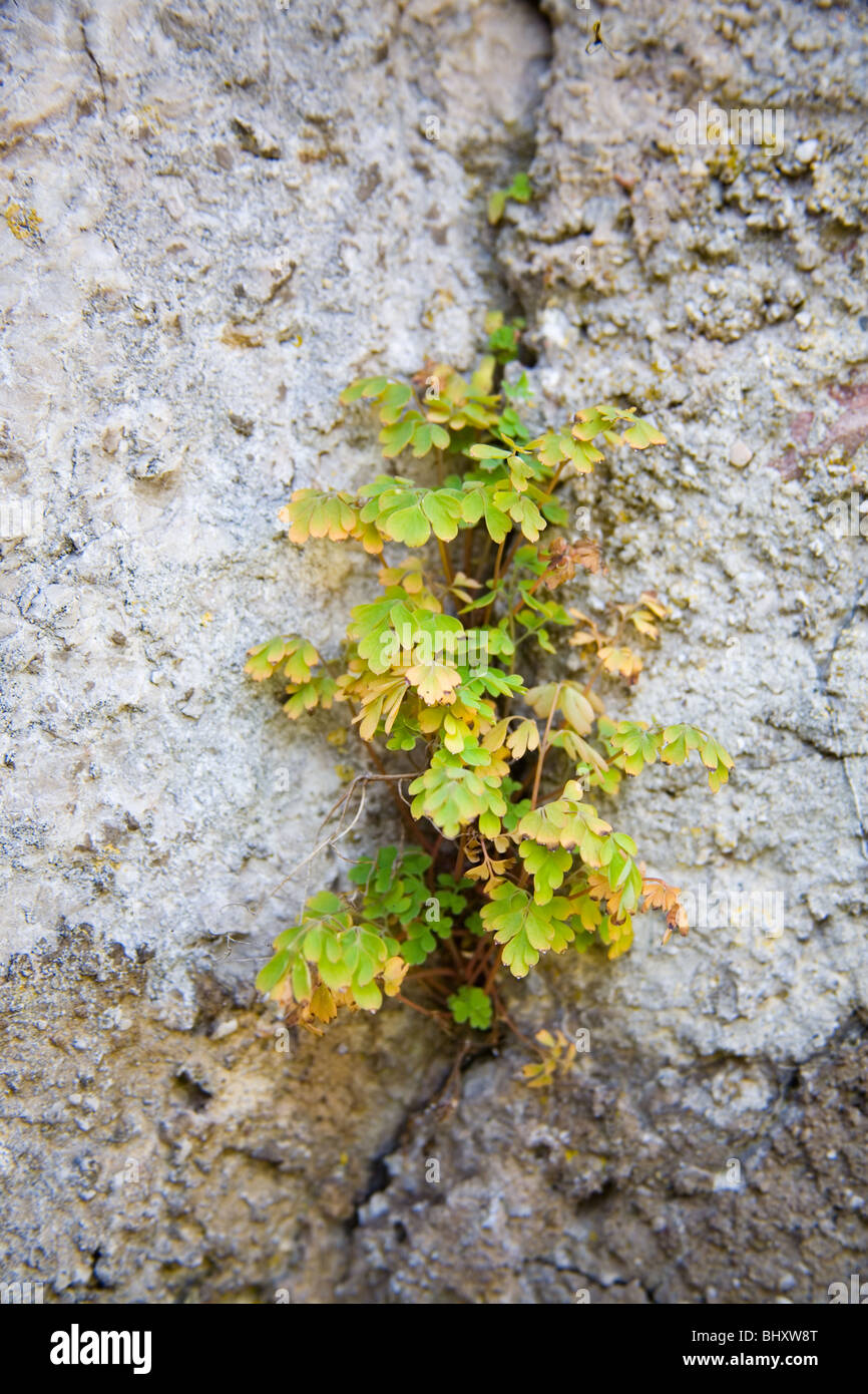 draft in a wall Stock Photo - Alamy