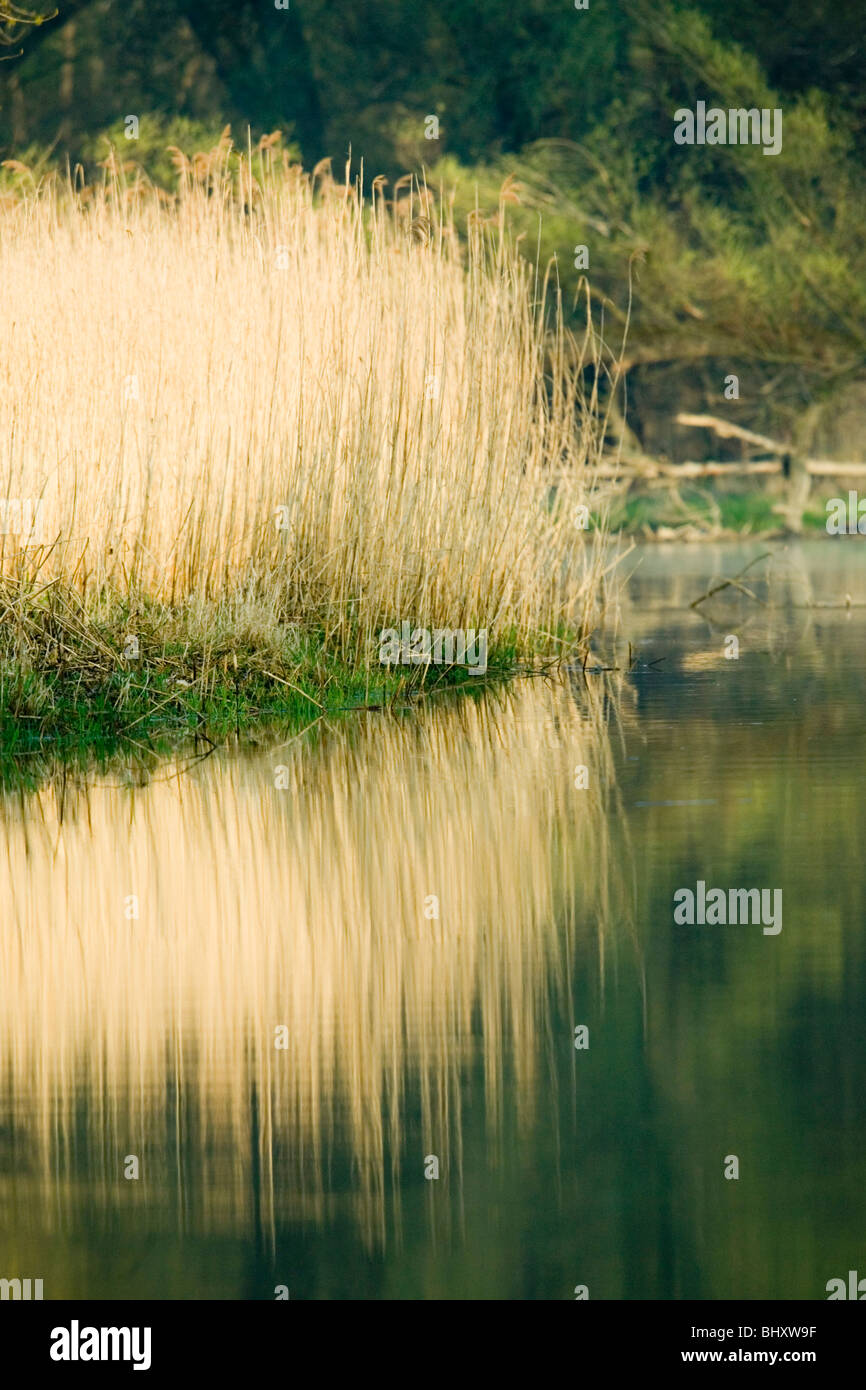 reed on a river Stock Photo - Alamy