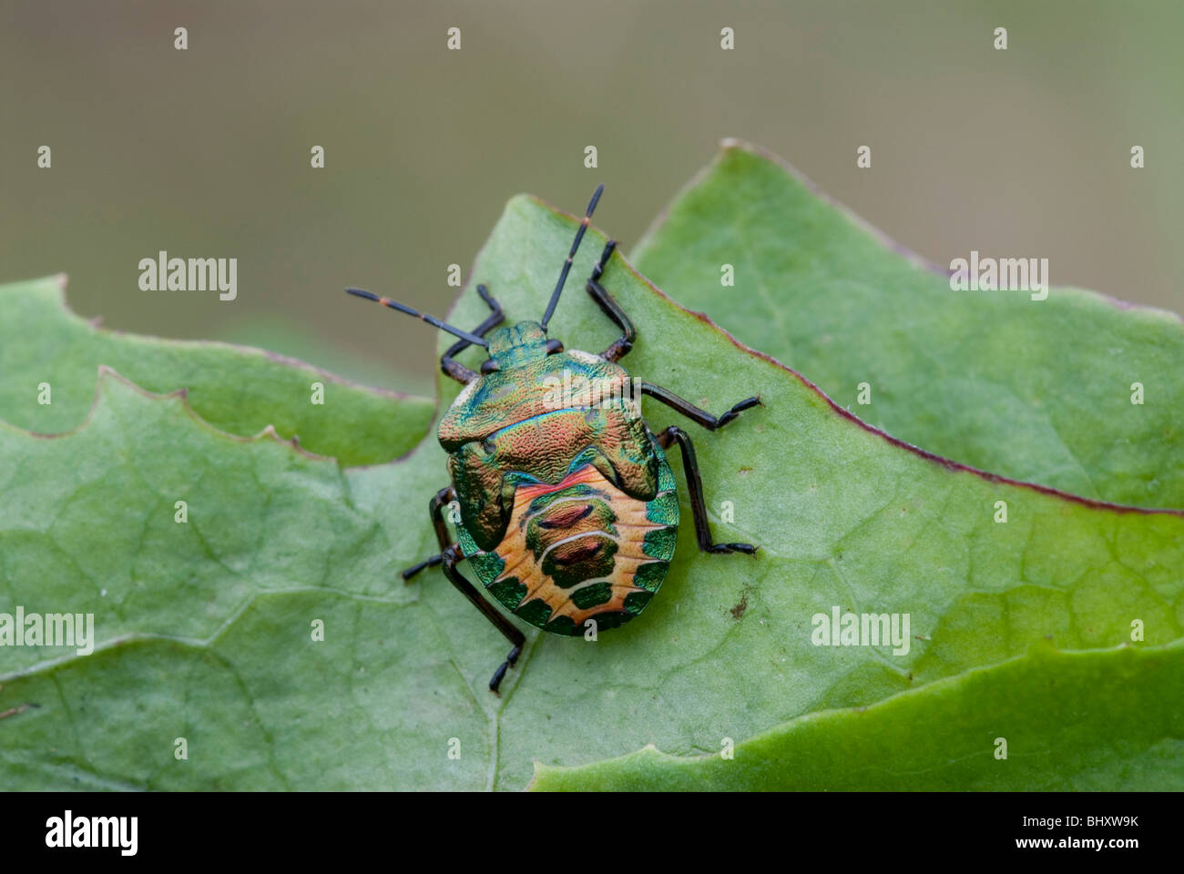 Shield bug hi-res stock photography and images - Alamy