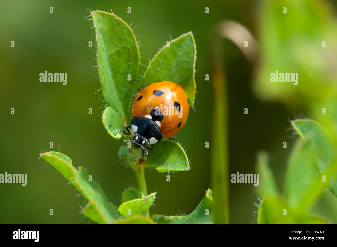 Coccinella 7 punctata hi-res stock photography and images - Alamy