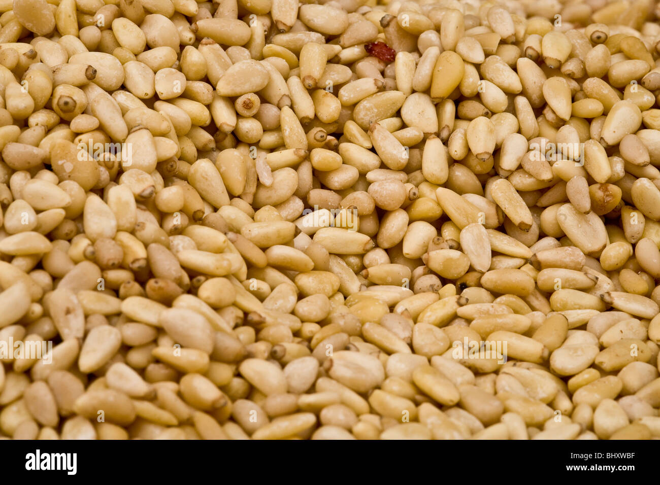 Pignolia nut pine hi-res stock photography and images - Alamy