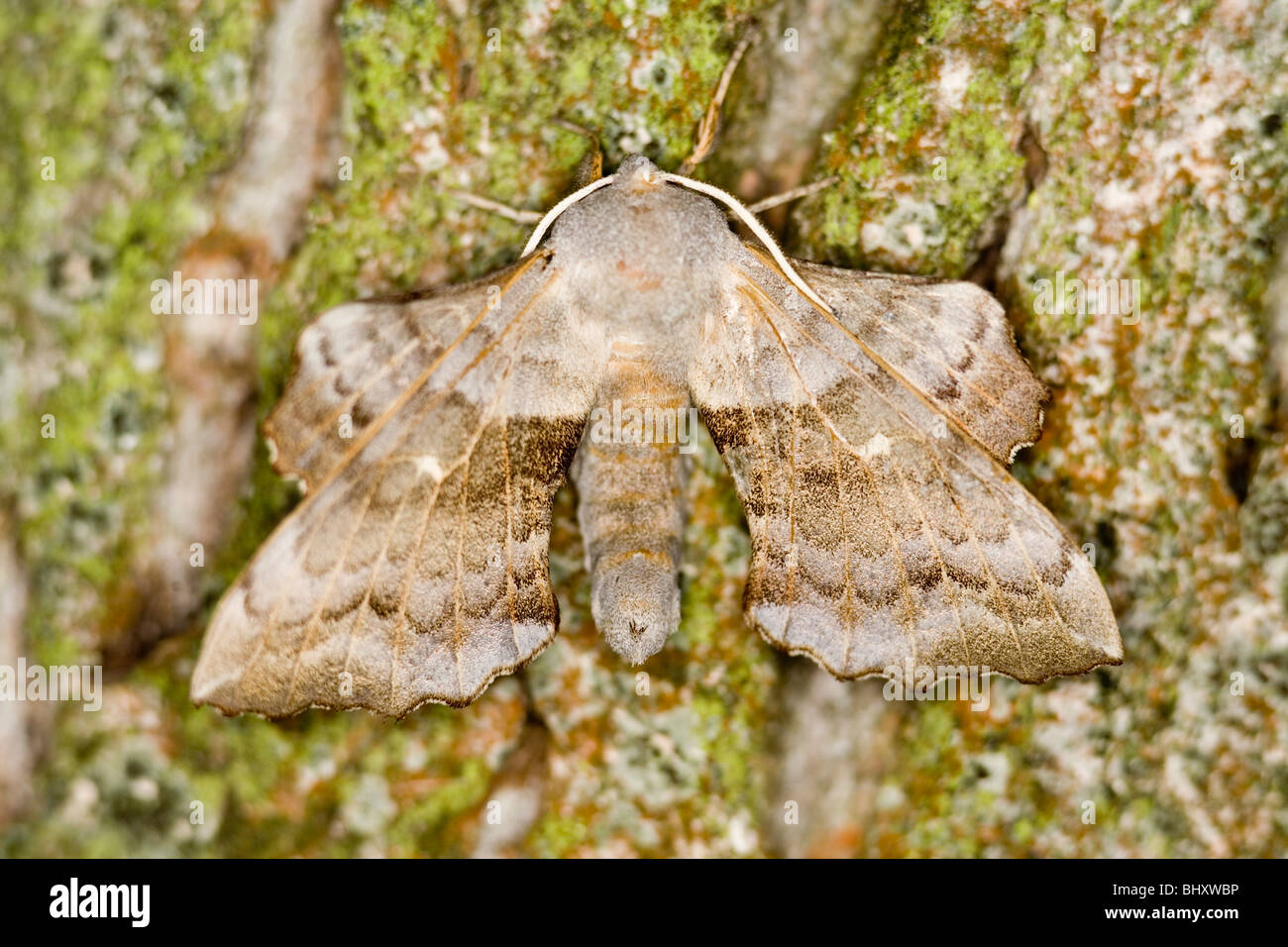 poplar hawk moth (Laothoe populi Stock Photo - Alamy