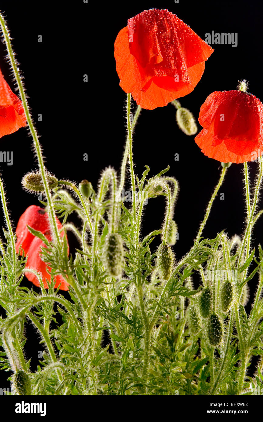 Common poppy hi-res stock photography and images - Alamy