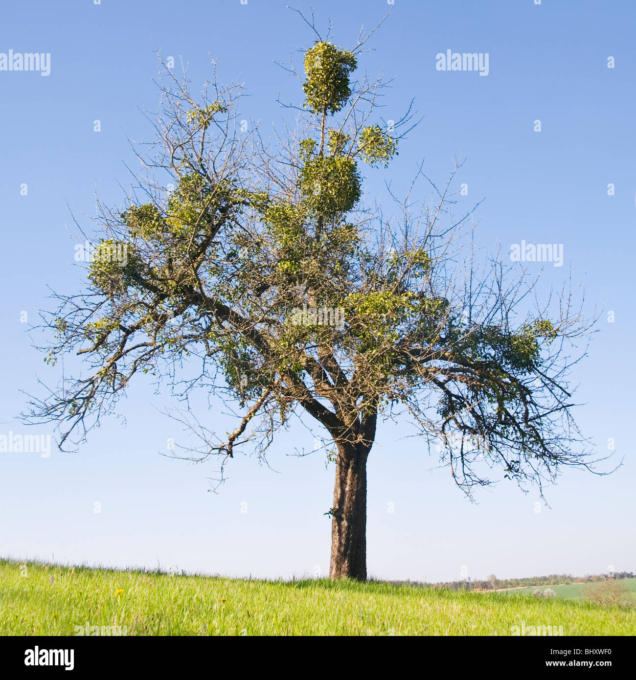Mistletoe apple tree hi-res stock photography and images - Alamy