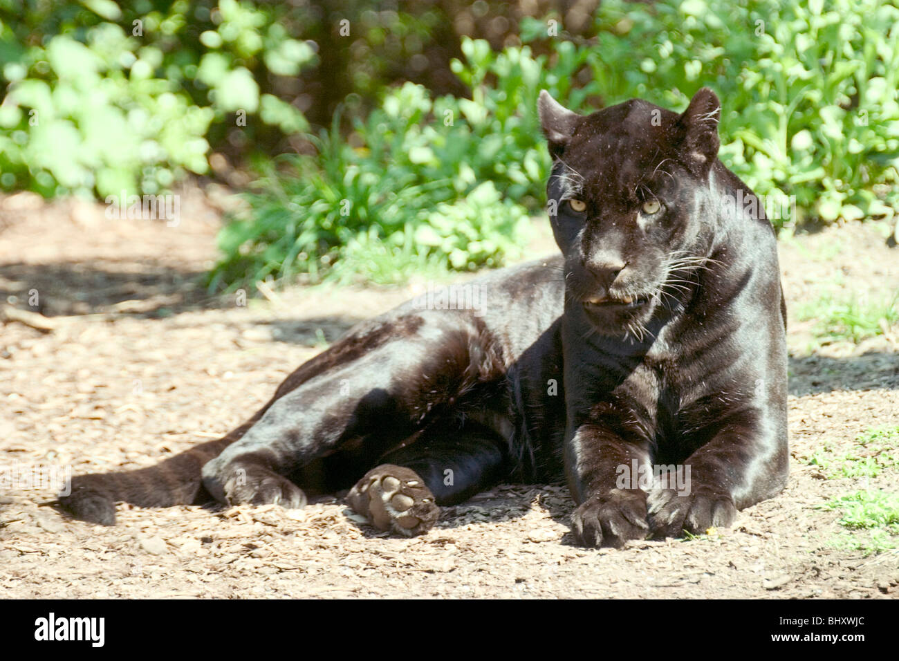 Black panther (Panthera pardus Stock Photo - Alamy