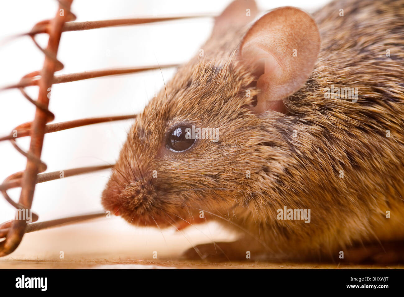 house mouse (mus musculus) in a mousetrap Stock Photo - Alamy