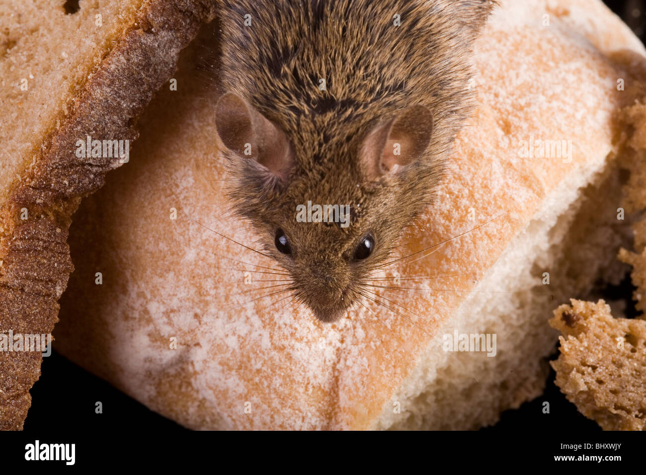 Housemouse hi-res stock photography and images - Alamy