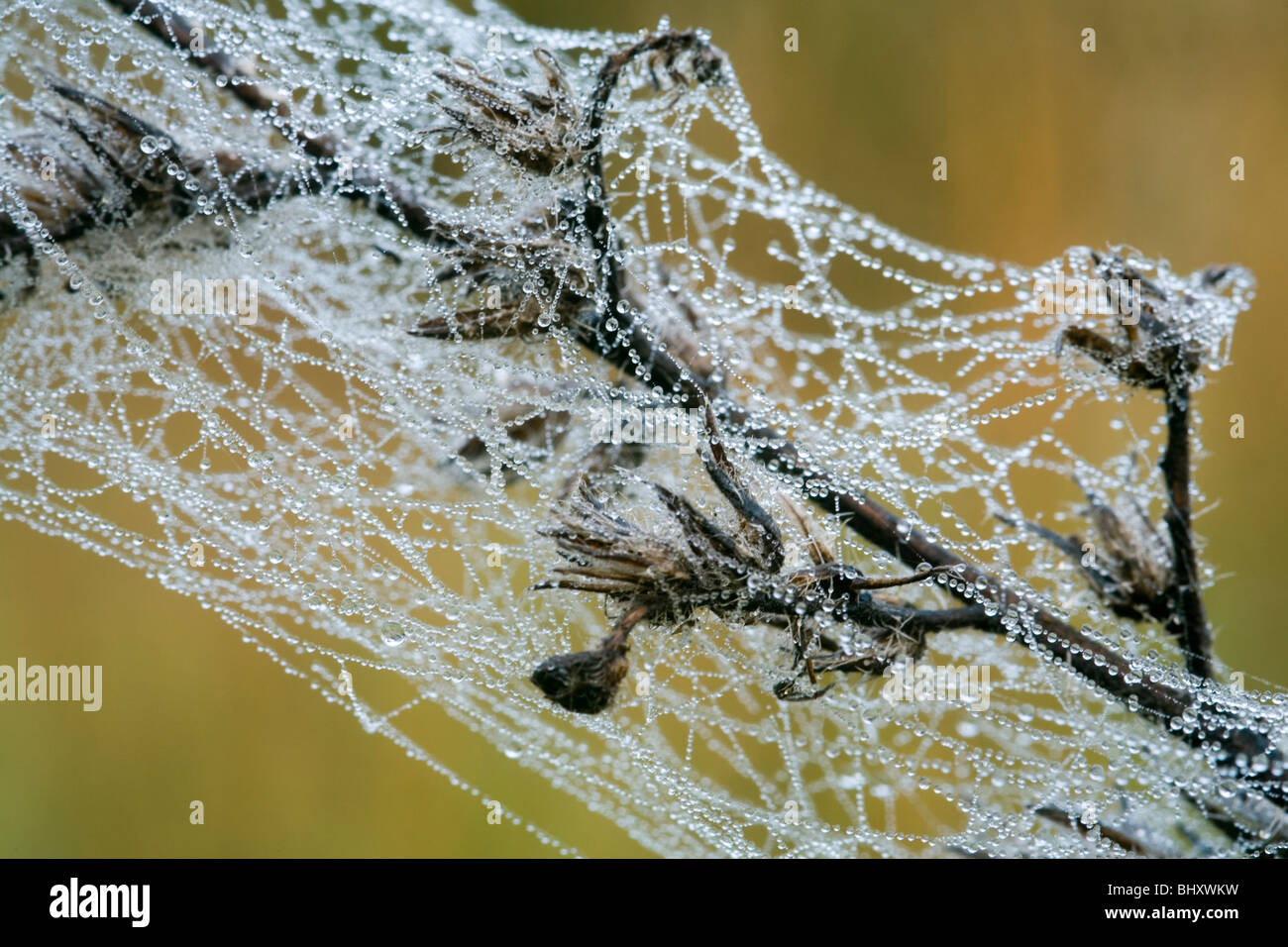 spider web with dew drops Stock Photo - Alamy