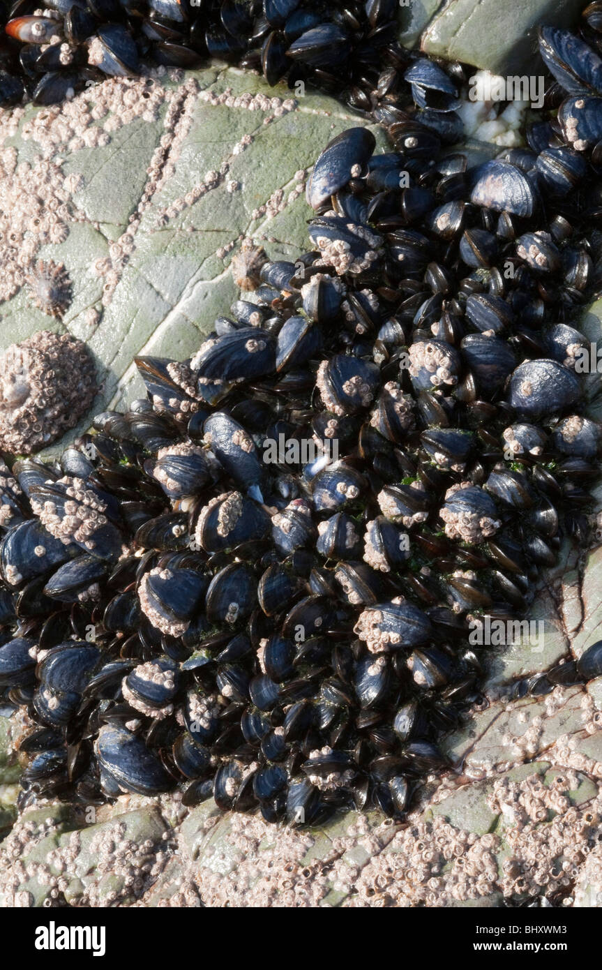 Mytilus edulis hi-res stock photography and images - Alamy
