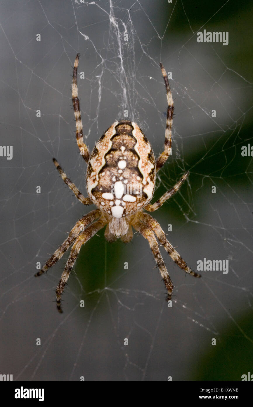Close up araneus diadematus hi-res stock photography and images - Alamy