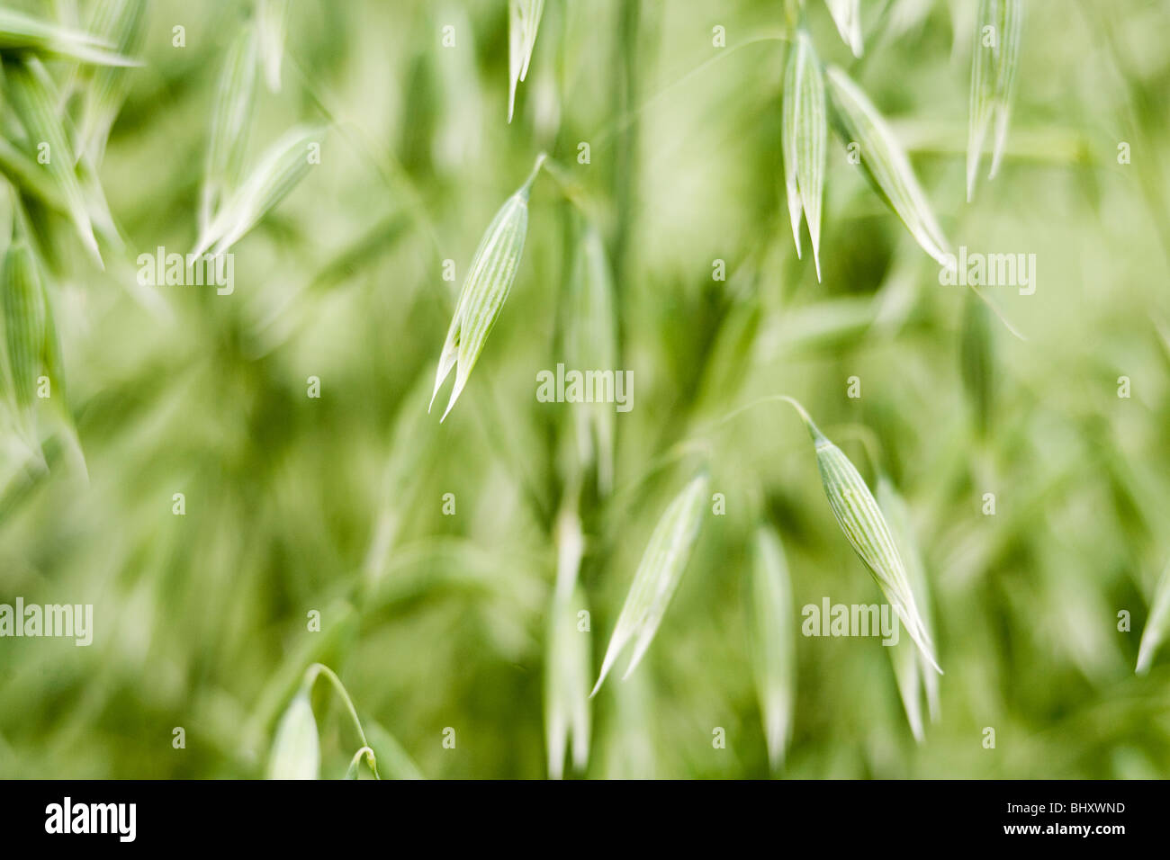 Oatsfield hi-res stock photography and images - Alamy