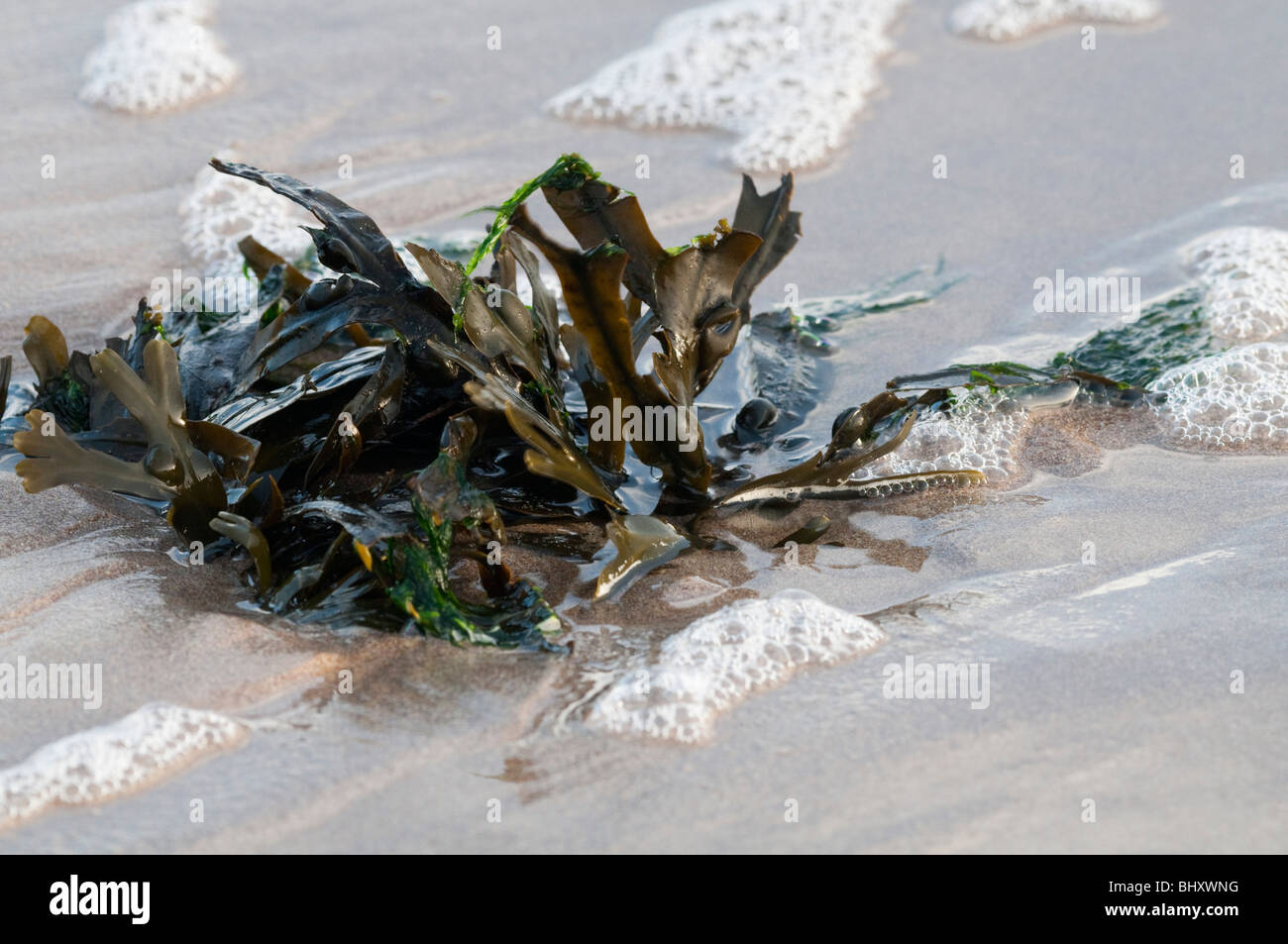 Seaweed leaf hi-res stock photography and images - Alamy