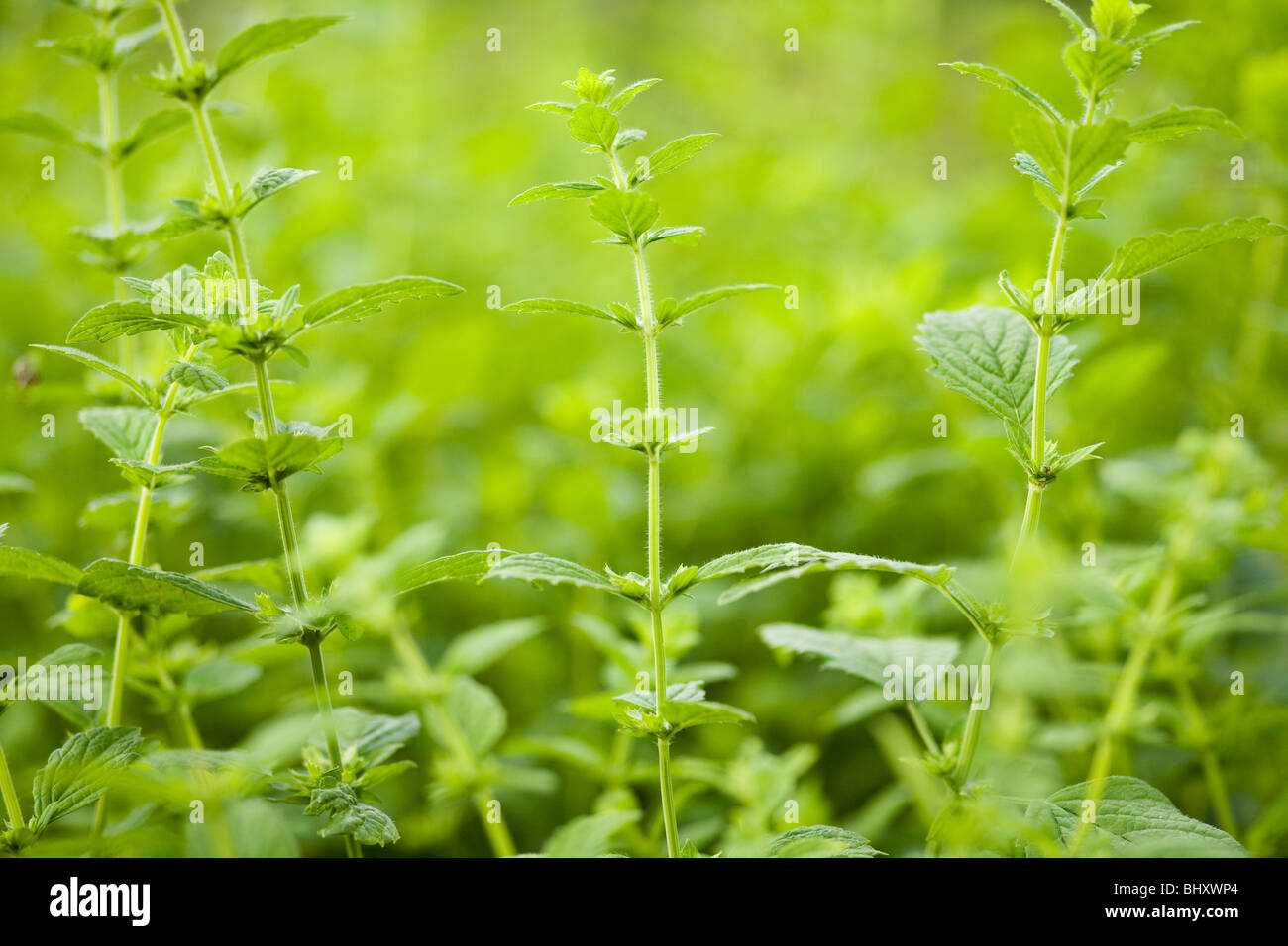 Green melissa officinalis hi-res stock photography and images - Alamy