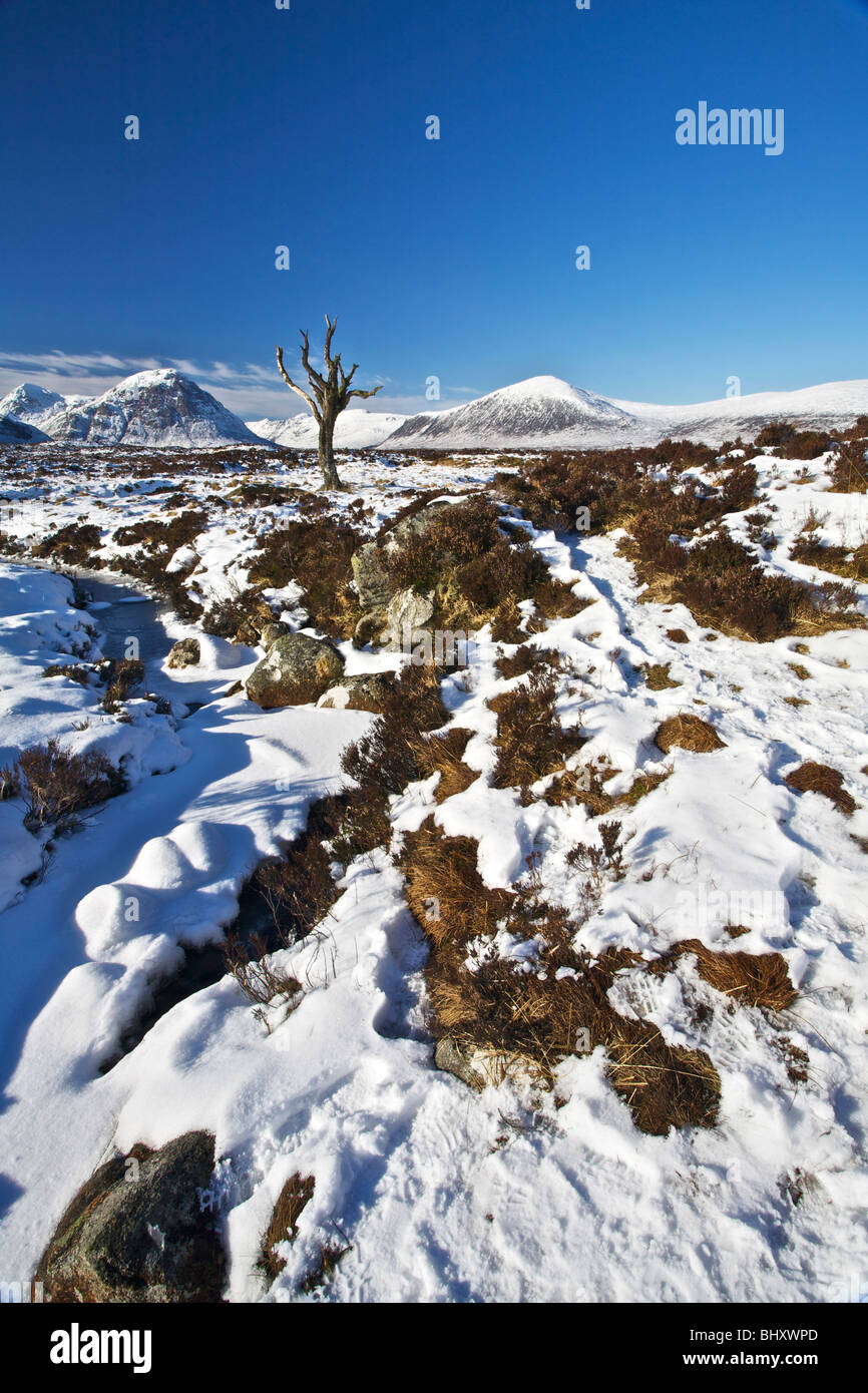 Lone tree on a snowy Rannoch Moor with Buachaille Etive Mor in the ...