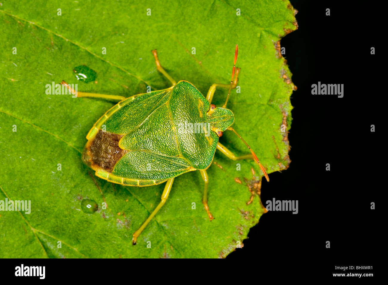 Green Shield Bug (Palomena prasina Stock Photo - Alamy