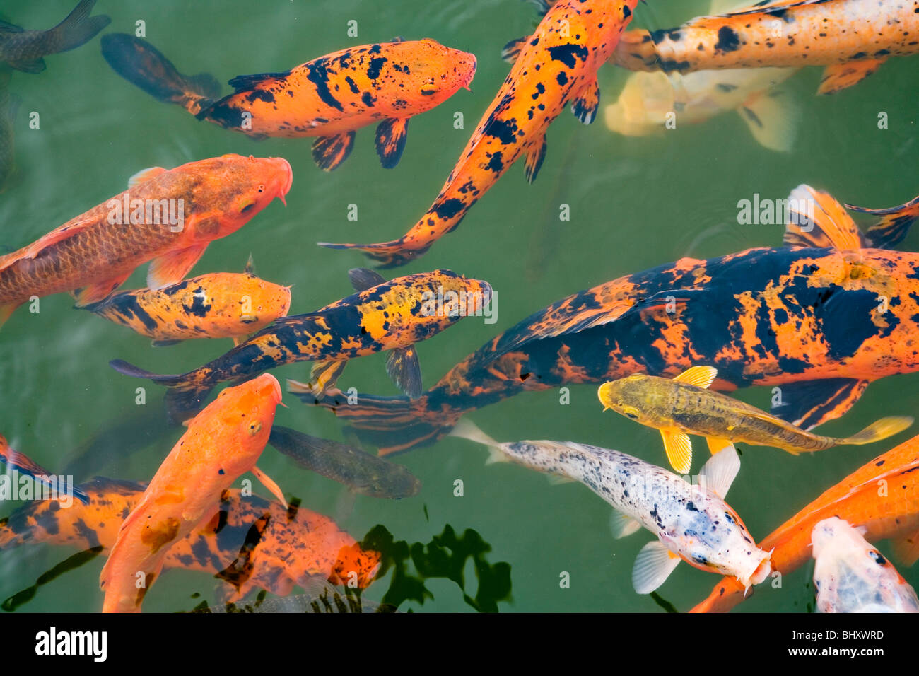 Gold animals hi-res stock photography and images - Alamy