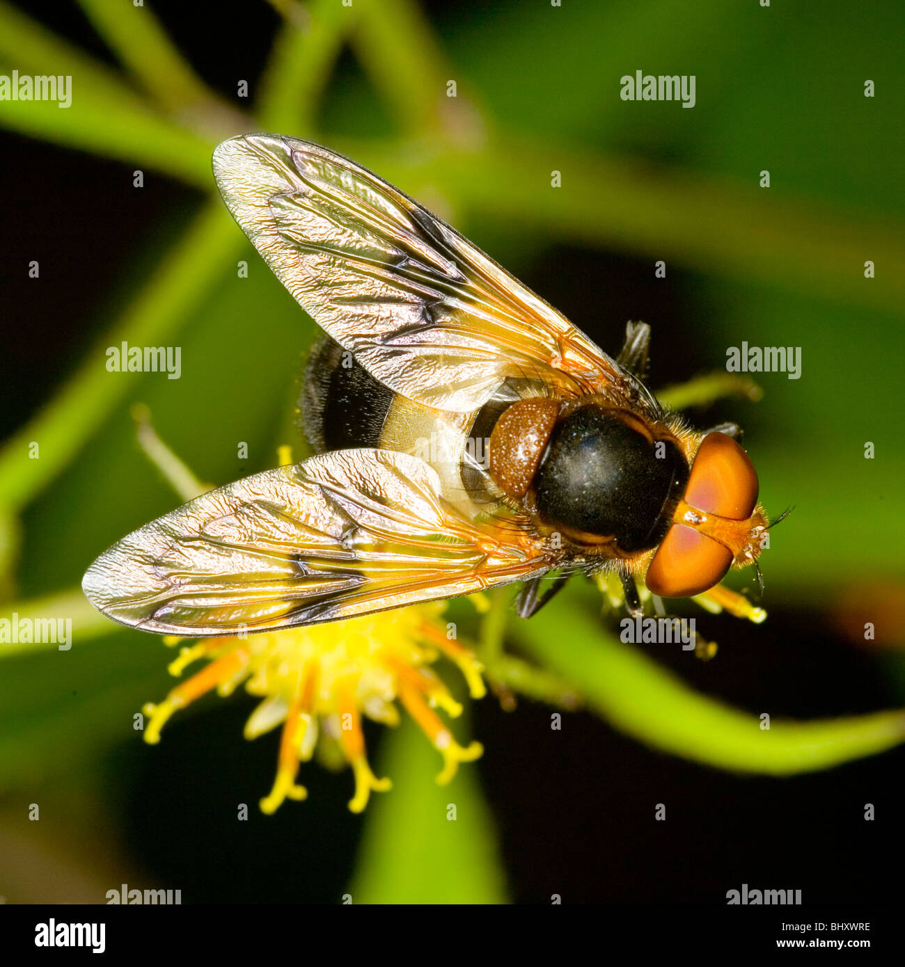Volucella hi-res stock photography and images - Alamy