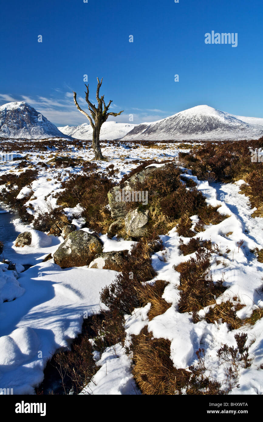 Alone tree in waterfall hi-res stock photography and images - Alamy