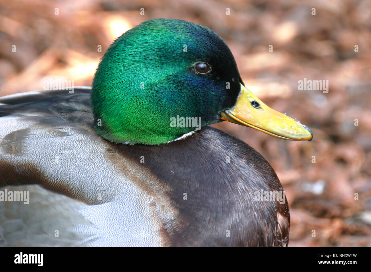 Mallard ducks animals hi-res stock photography and images - Alamy