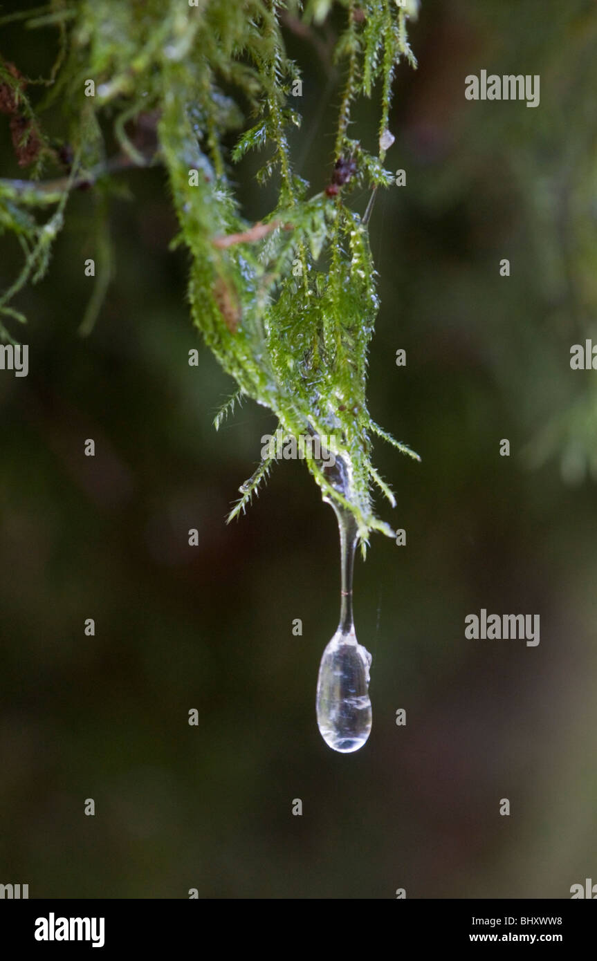 Spike moss hi-res stock photography and images - Alamy