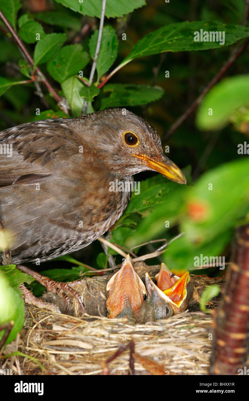 blackbird with June animals Stock Photo - Alamy