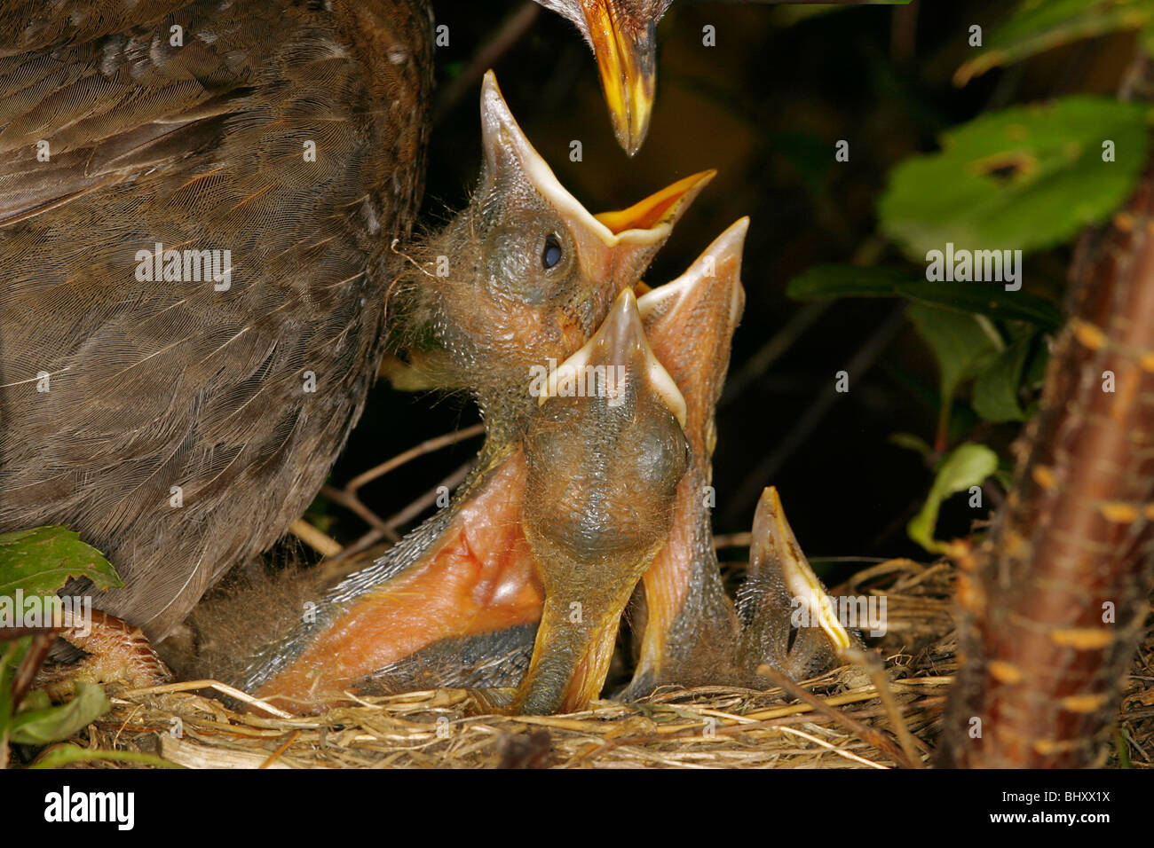 blackbird with June animals Stock Photo - Alamy
