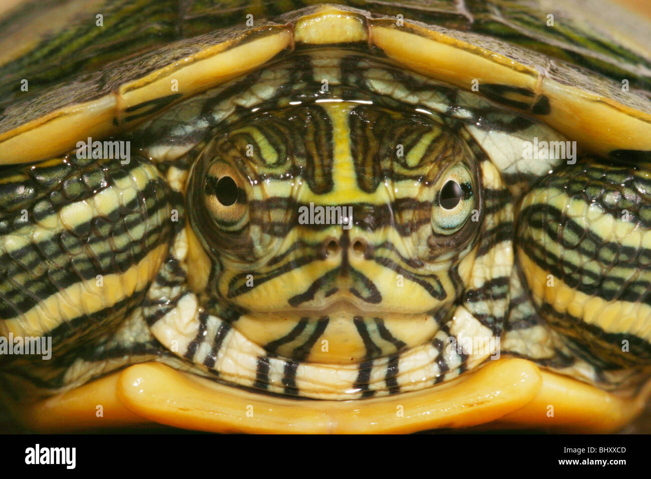 tortoise (Trachemys scripta scripta Stock Photo - Alamy