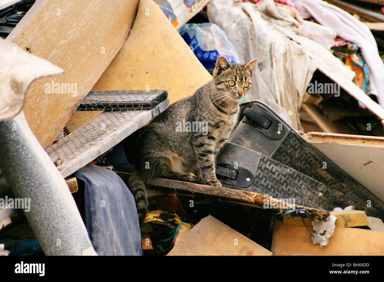 cat on a garbage depot Stock Photo - Alamy