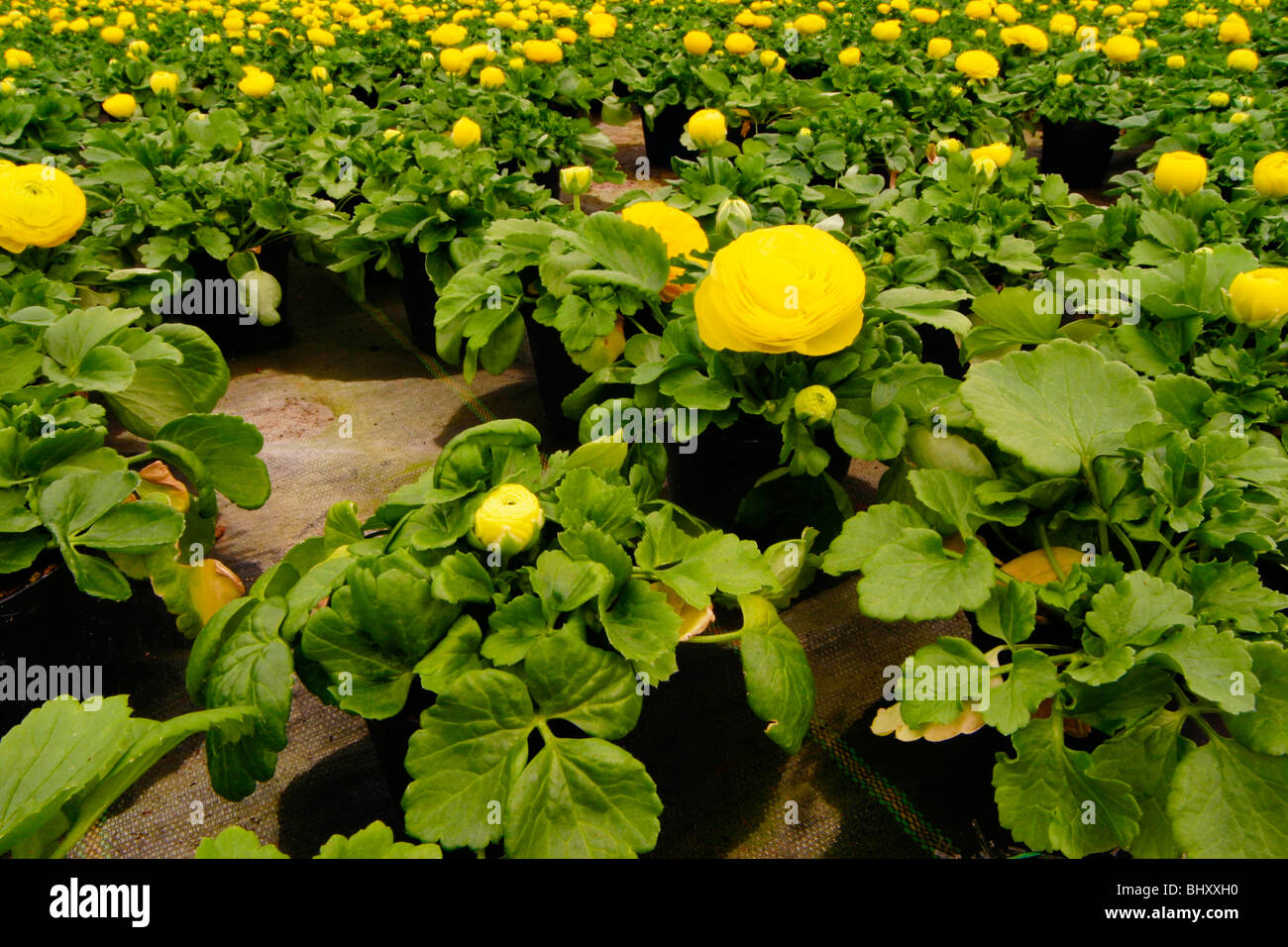 jung plaint in a gardening Stock Photo - Alamy