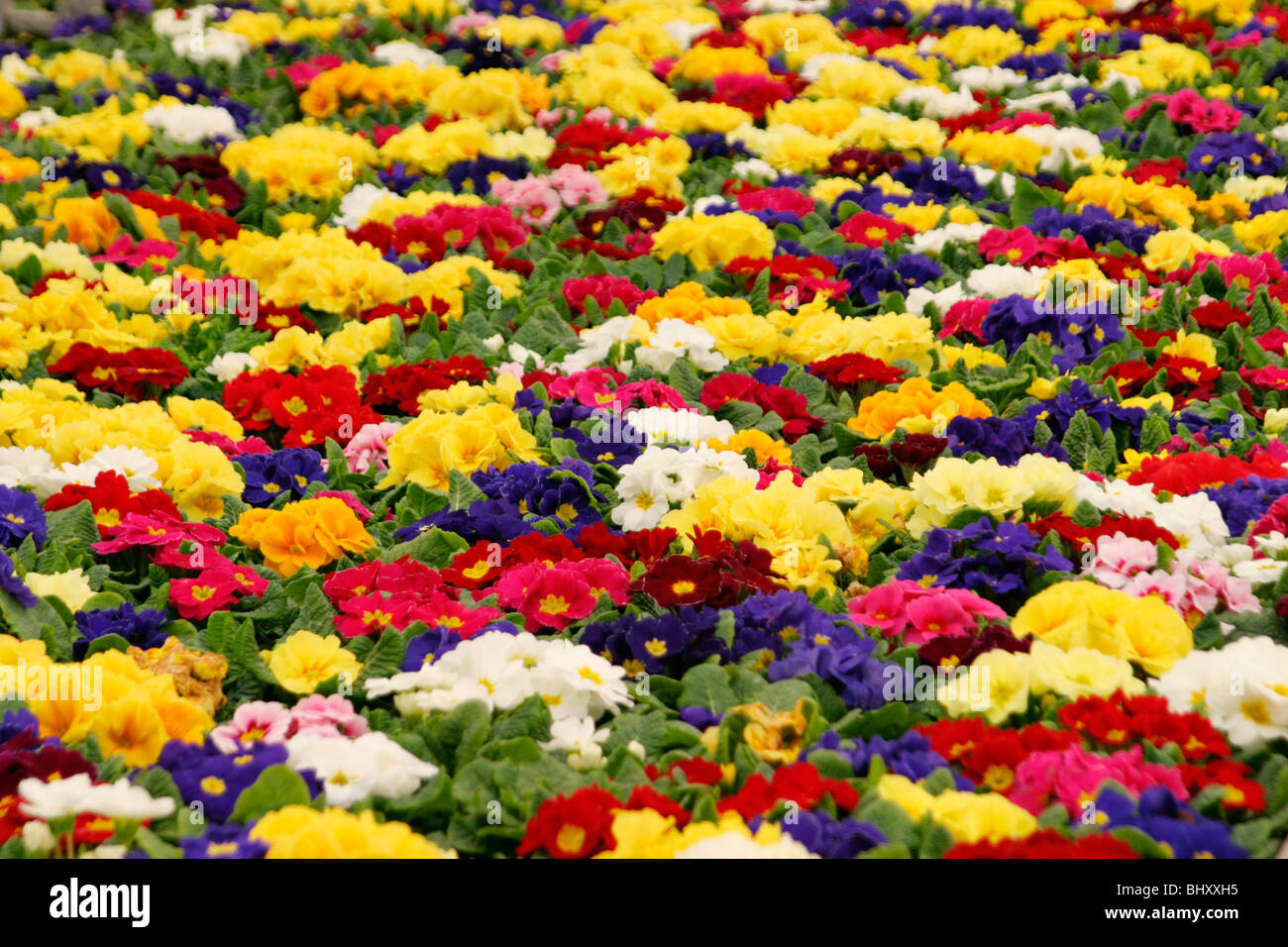 Primeroses in spring hi-res stock photography and images - Alamy