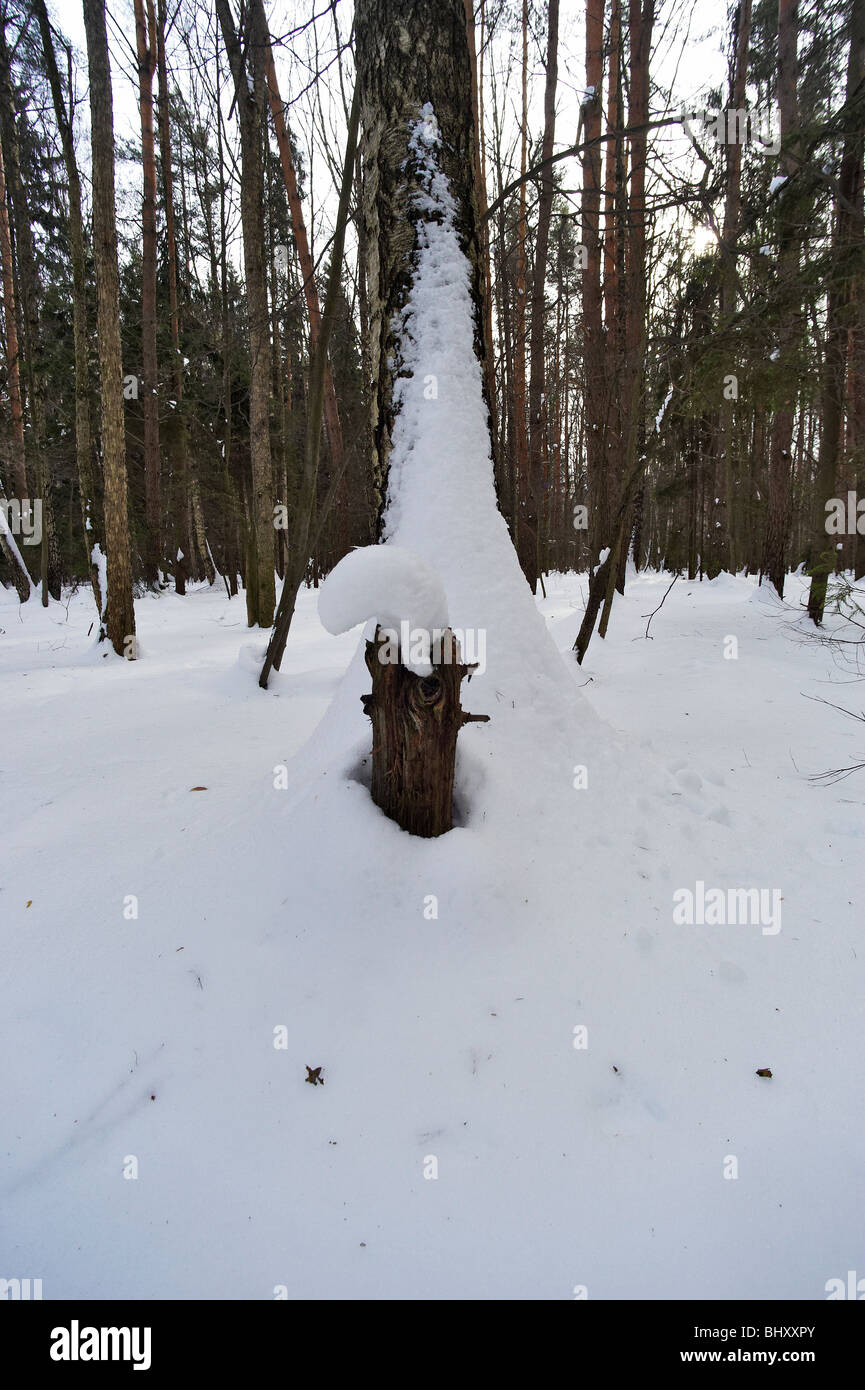 Russian winter forest Stock Photo - Alamy