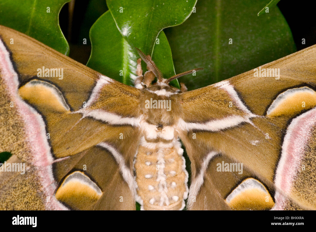 Samia Cynthia Butterfly High Resolution Stock Photography and Images ...