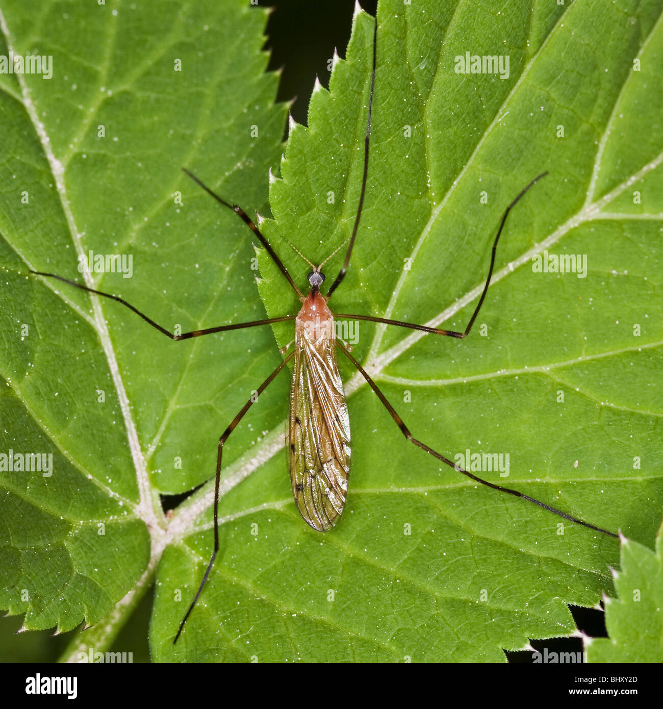 Tipulidae mosquito hi-res stock photography and images - Alamy