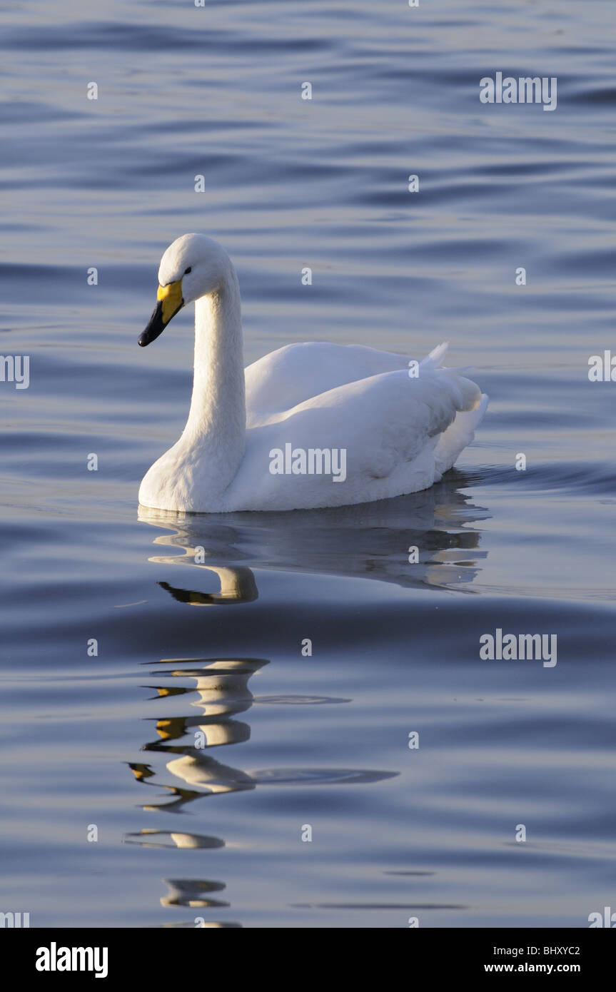 Welney wwt uk whooper swan hi-res stock photography and images - Alamy