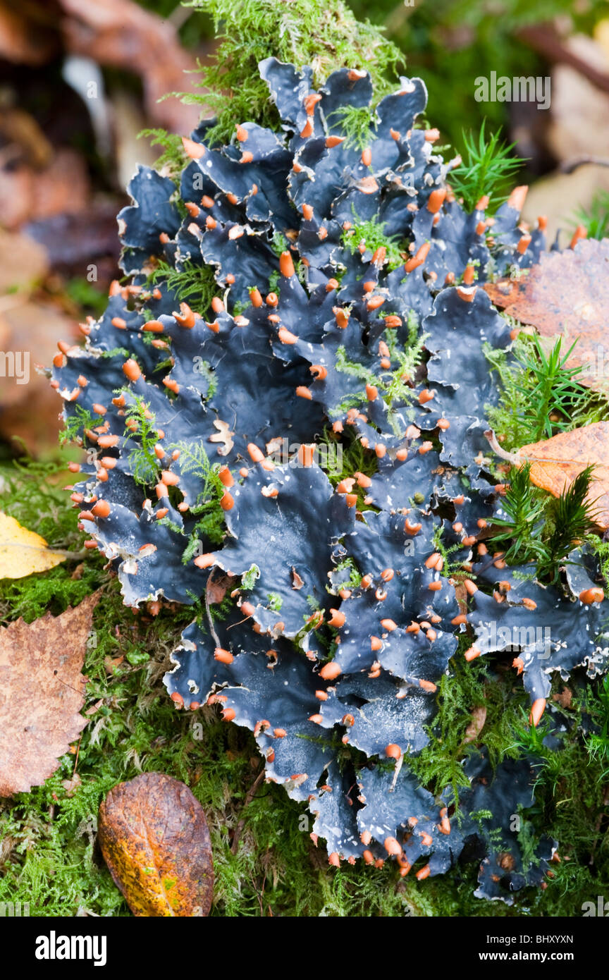 Lichen (Peltigera Polydactylon Stock Photo - Alamy