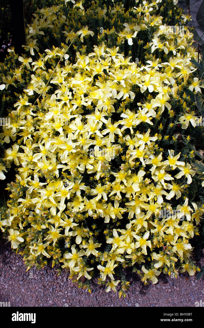 Hypericum bush hi-res stock photography and images - Alamy