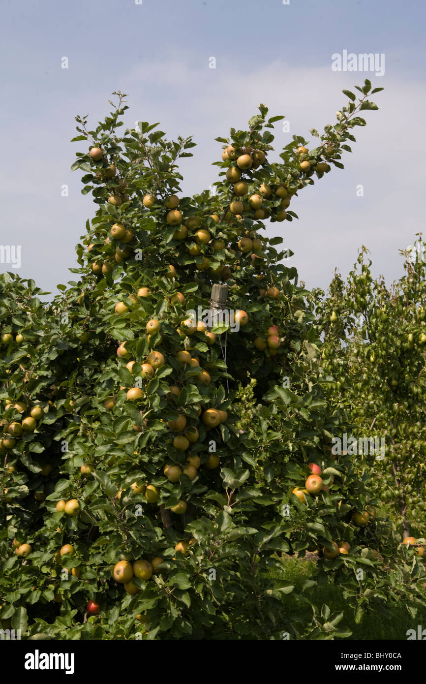 Apples with names hi-res stock photography and images - Alamy