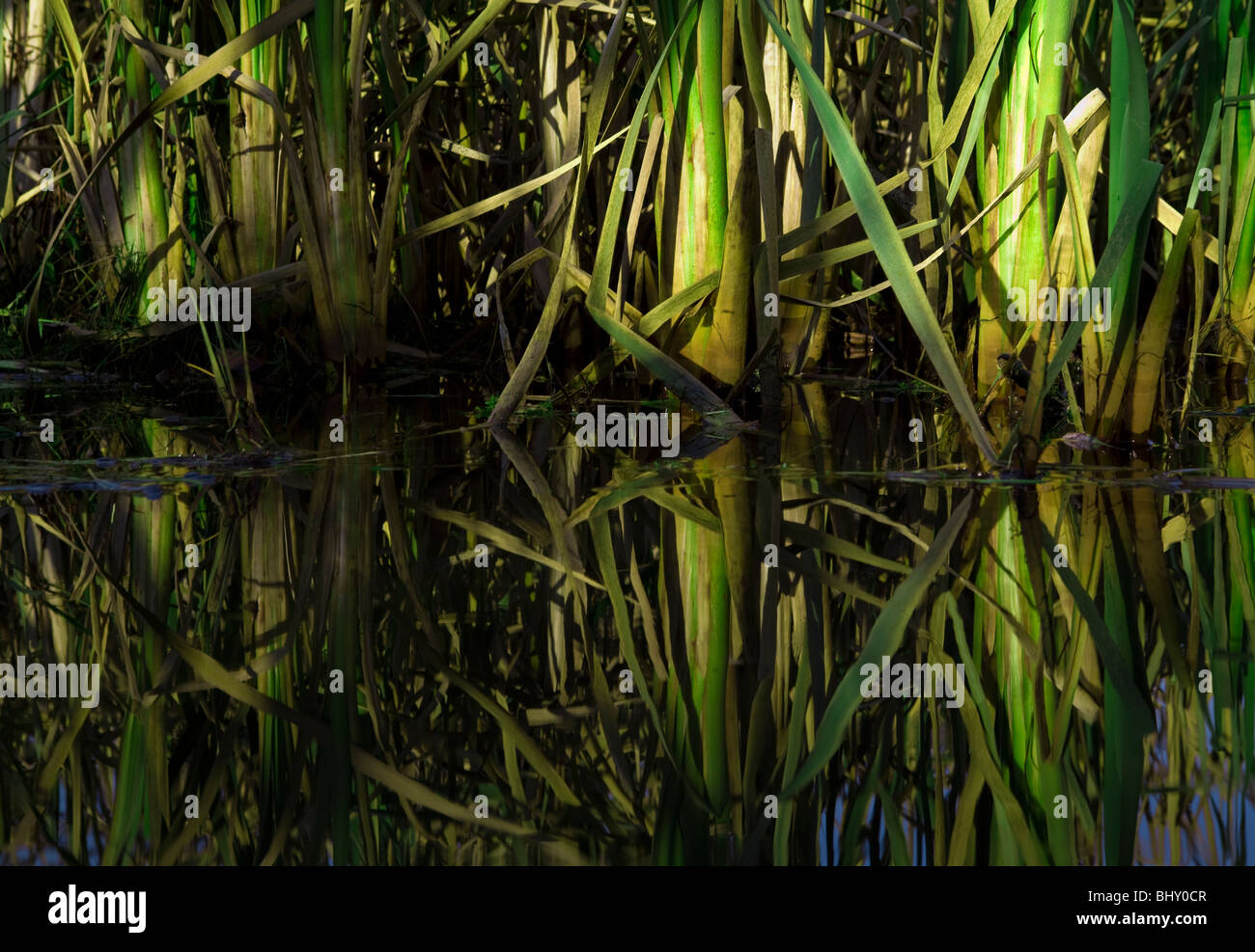 Reed (Phragmites australis Stock Photo - Alamy